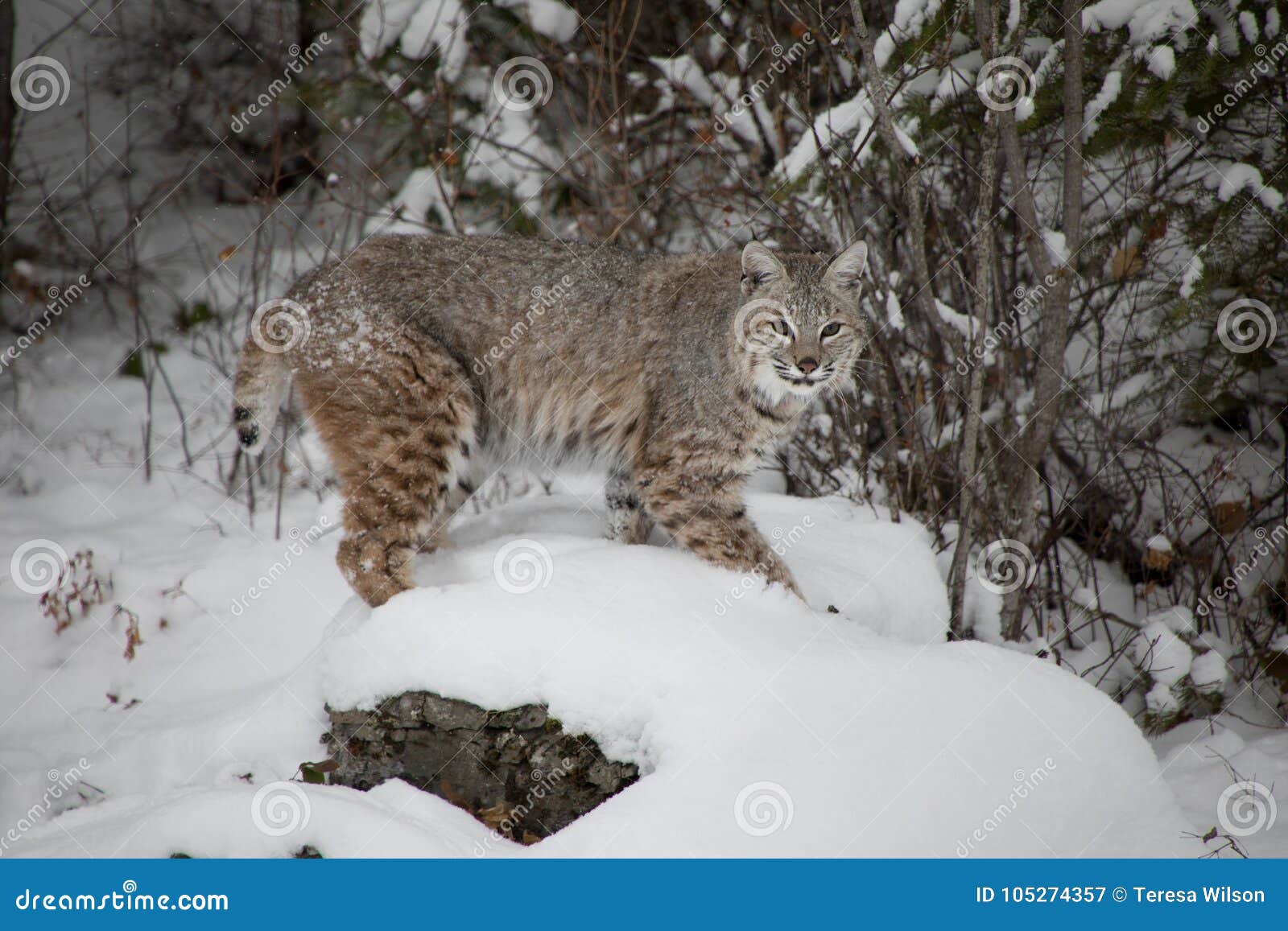 Bobcat stock image. Image of young, montana, animal - 105274357