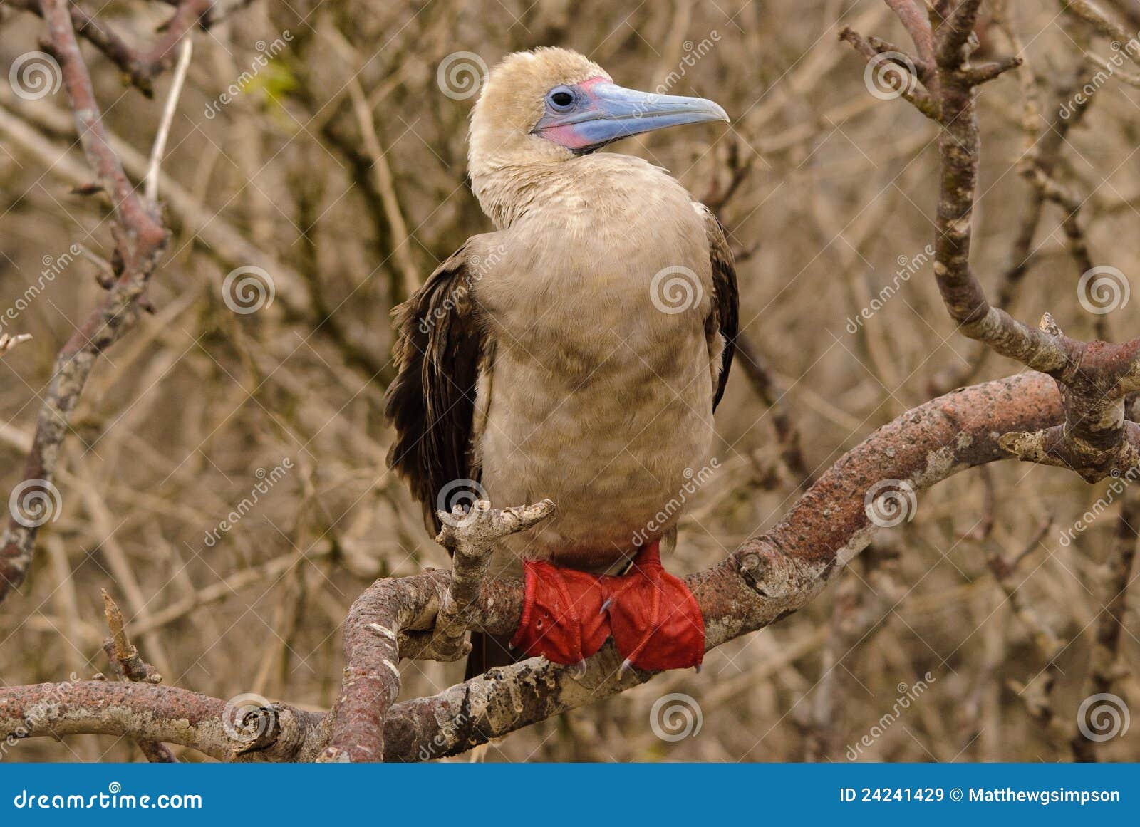 Bobo footed rojo imagen de archivo. Imagen de vagabundos - 24241429