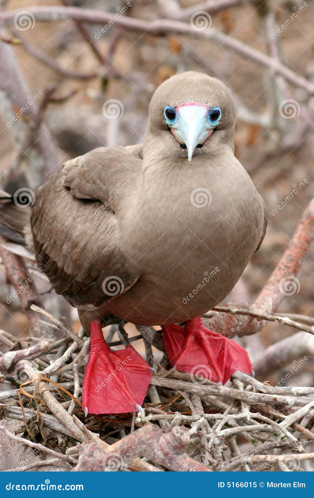 Bobo Rojo-footed, Las Islas Gal3apagos Imagen de archivo - Imagen de ...