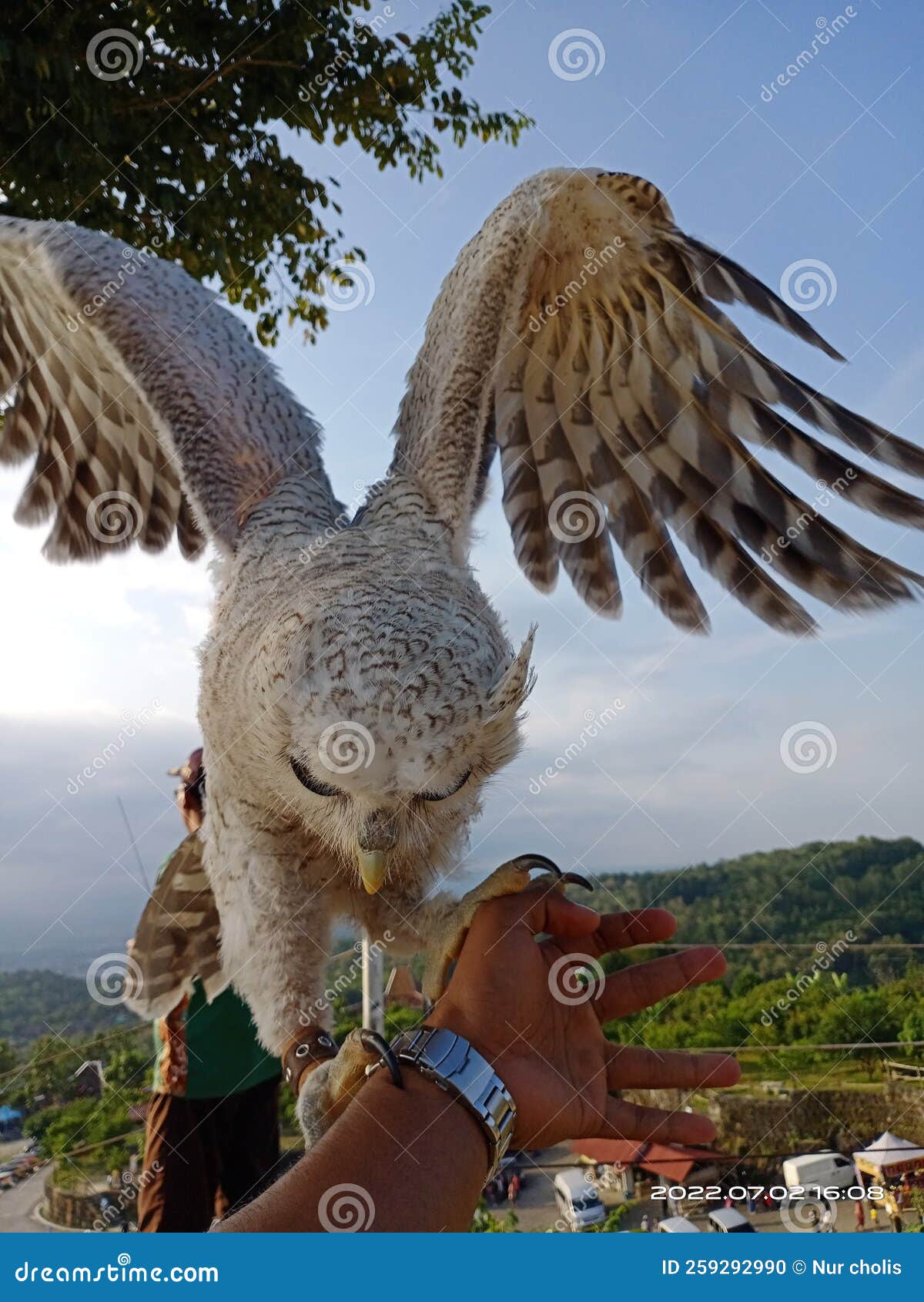 Bobo Sumatran Owl, Native To Indonesia Editorial Image - Image of ...