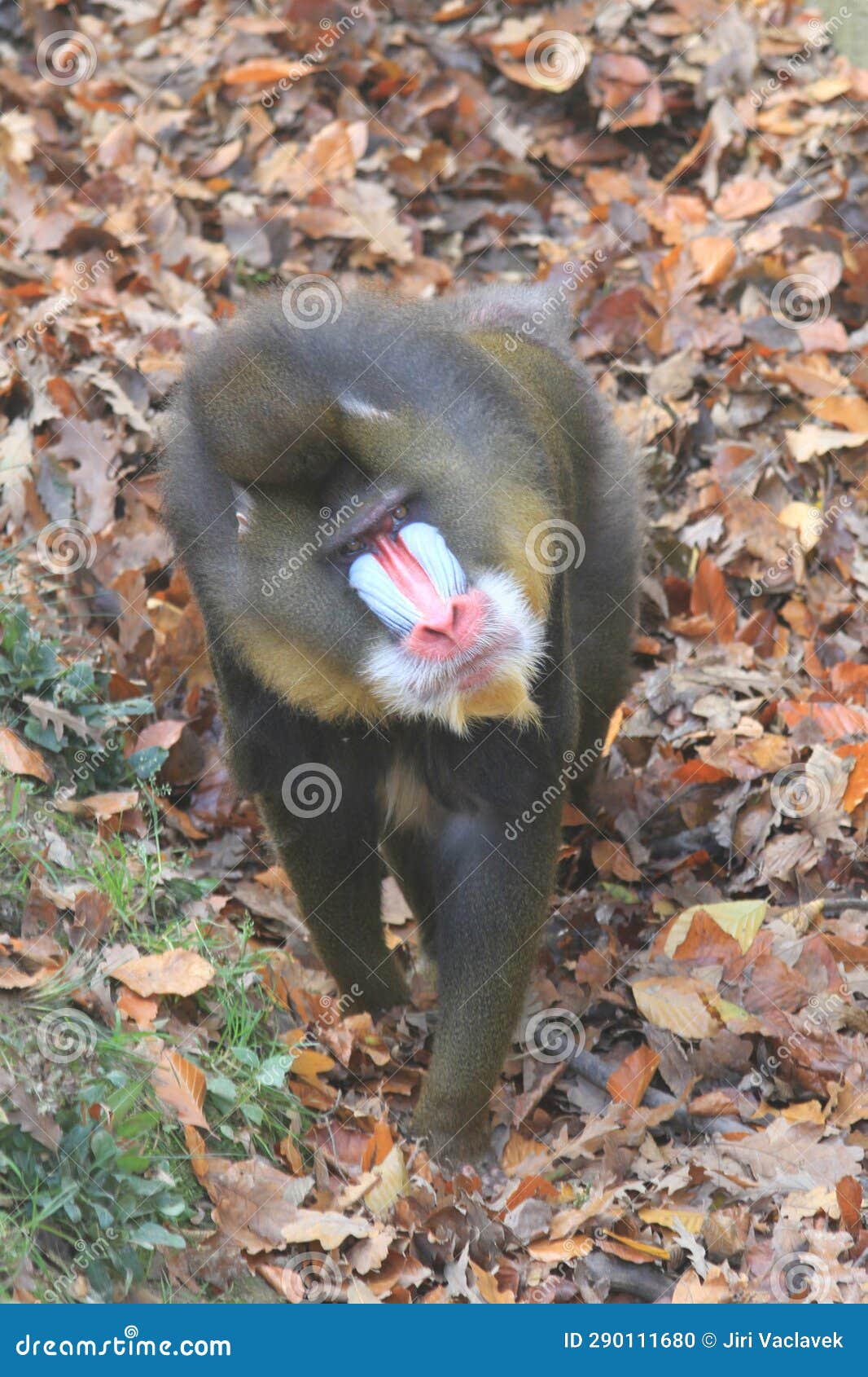 Boboon Monkey in the Autumn Forest Stock Photo - Image of outdoor ...