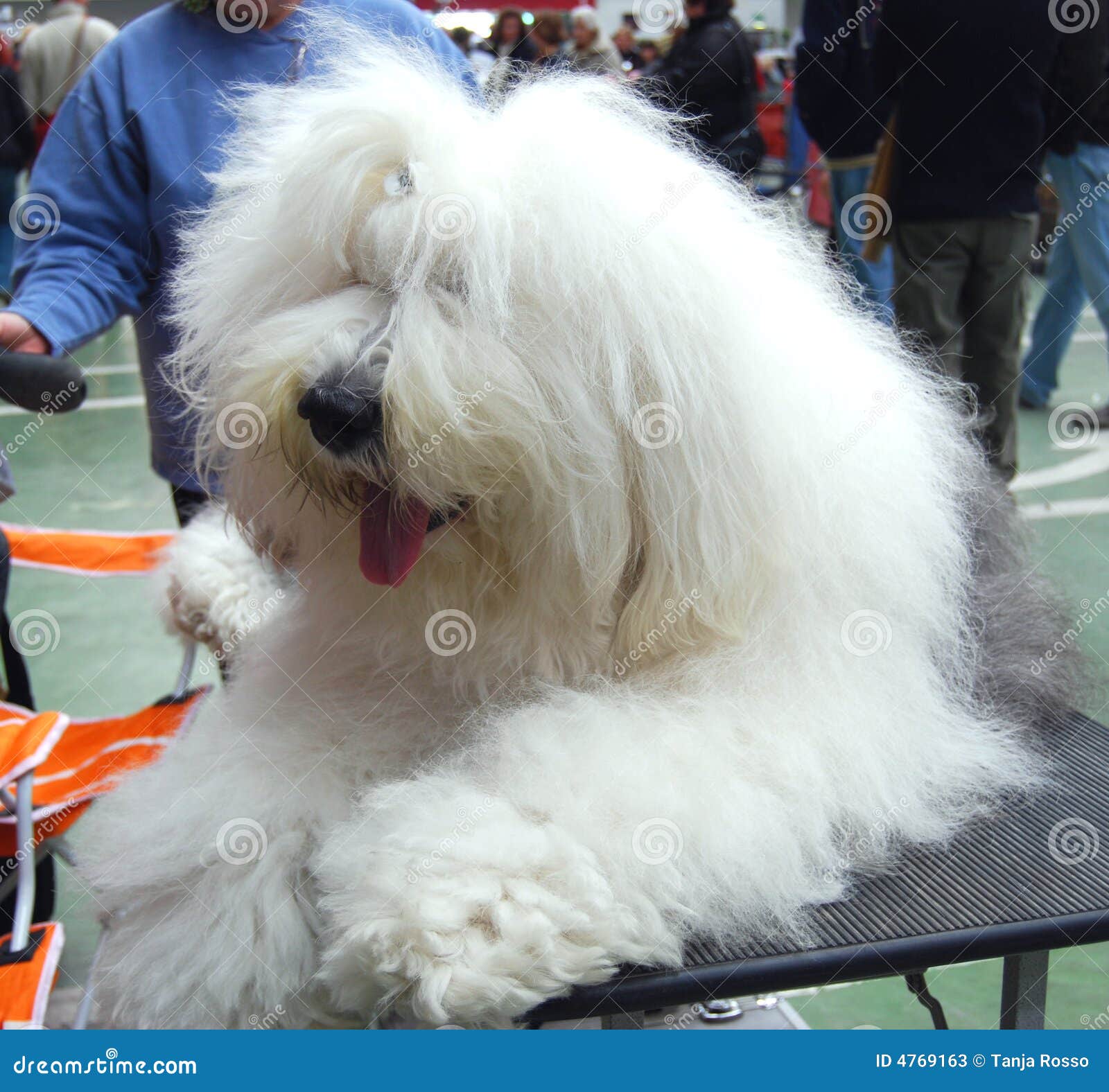 Bobtail stock image. Image of bobtail, nice, animals, animal - 4769163