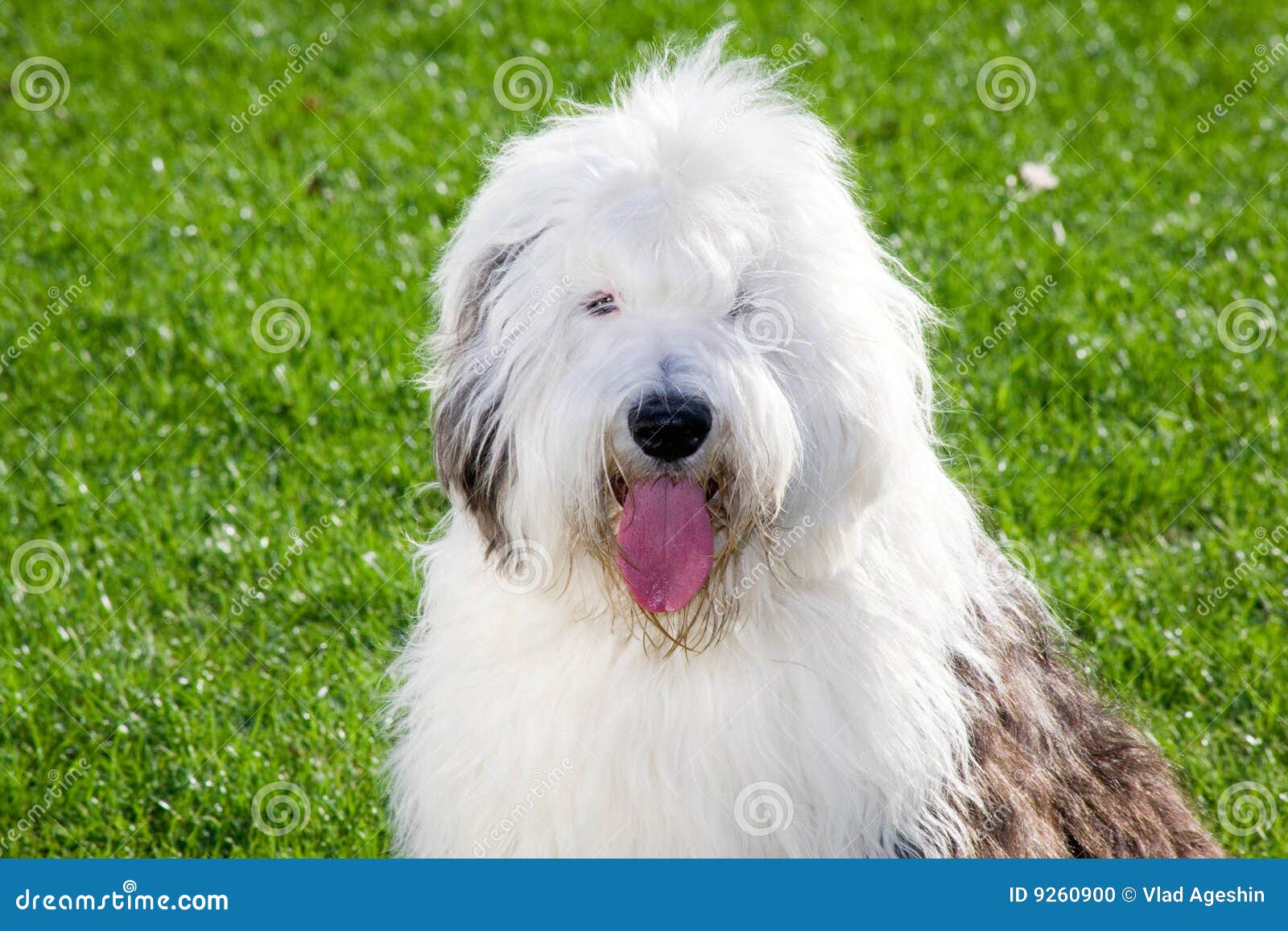 Bobtail photo stock. Image of blanc, mignon, purebred - 9260900