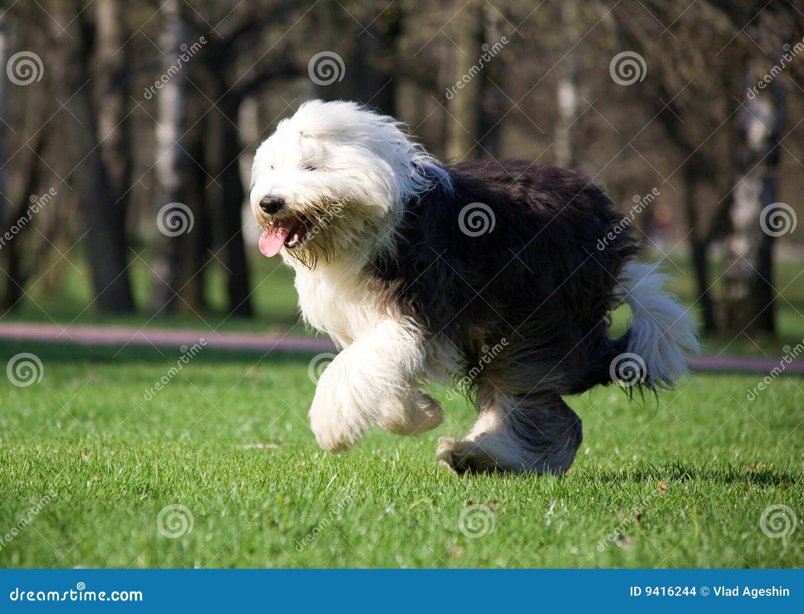 Bobtail stock photo. Image of cute, canine, bobtail, pets - 9416244