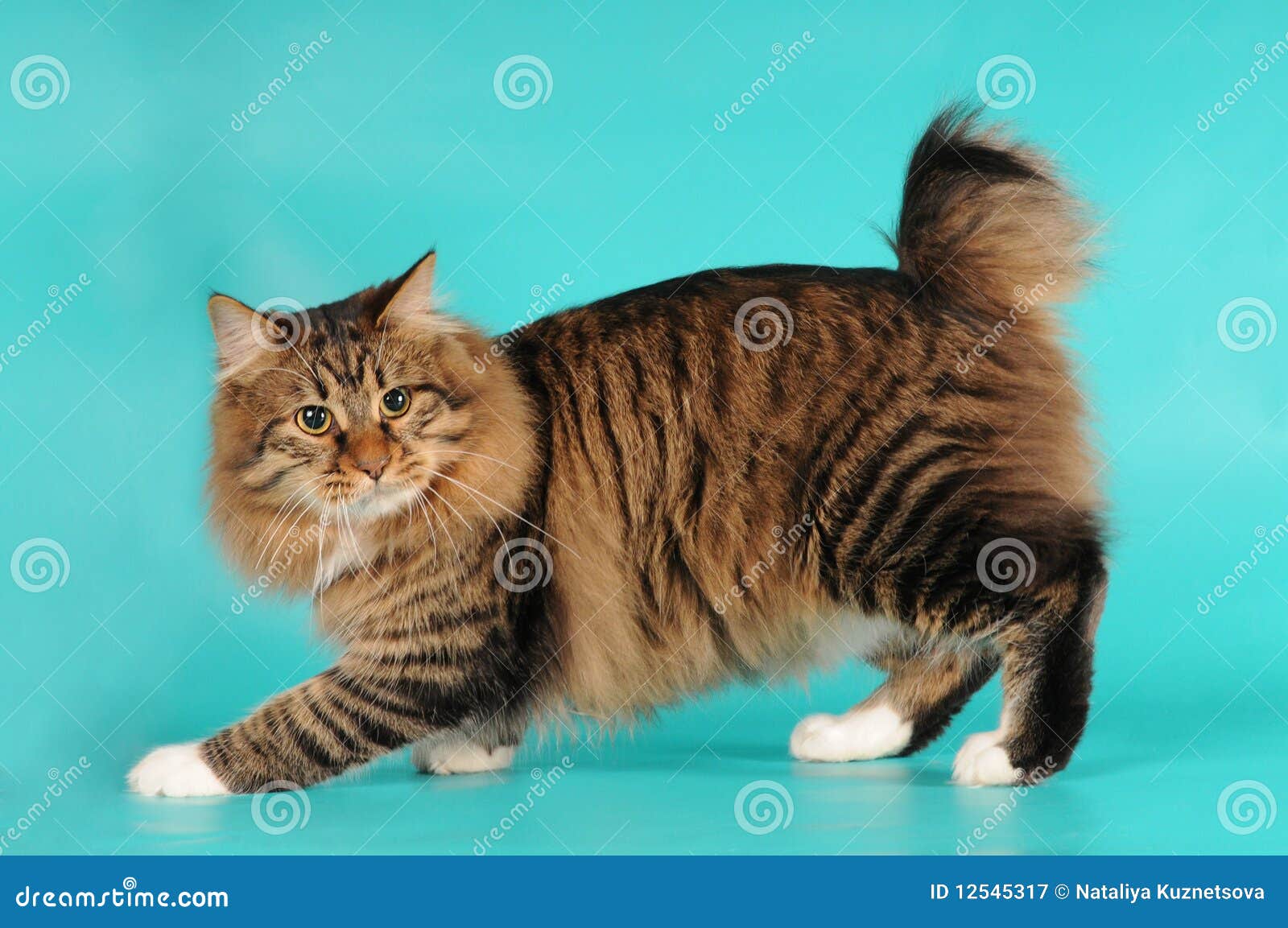 Bobtail cat portrait stock image. Image of slink, sneak - 12545317