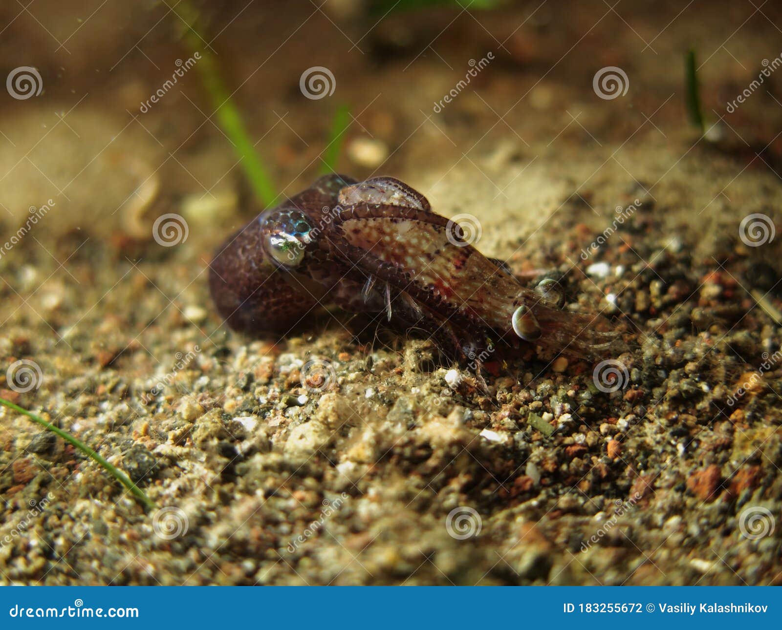 Bobtail Cuttlefish Hunts Macro Stock Photo - Image of ocean, deep ...