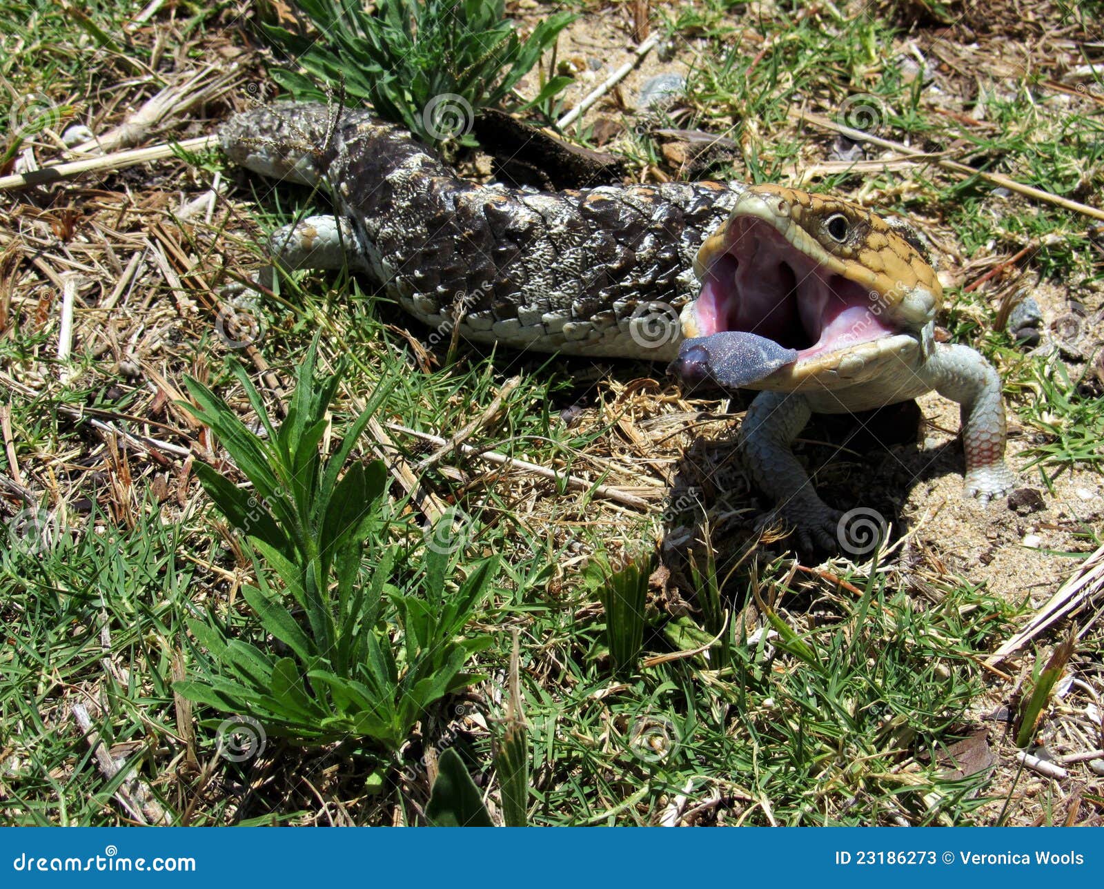 Bobtail Lizard stock image. Image of stumpy, bluetongue - 23186273