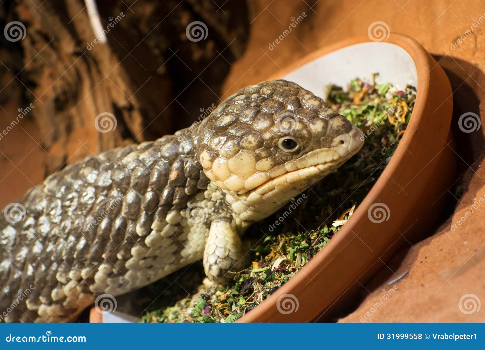Bobtail Lizard Stock Image | CartoonDealer.com #42786145