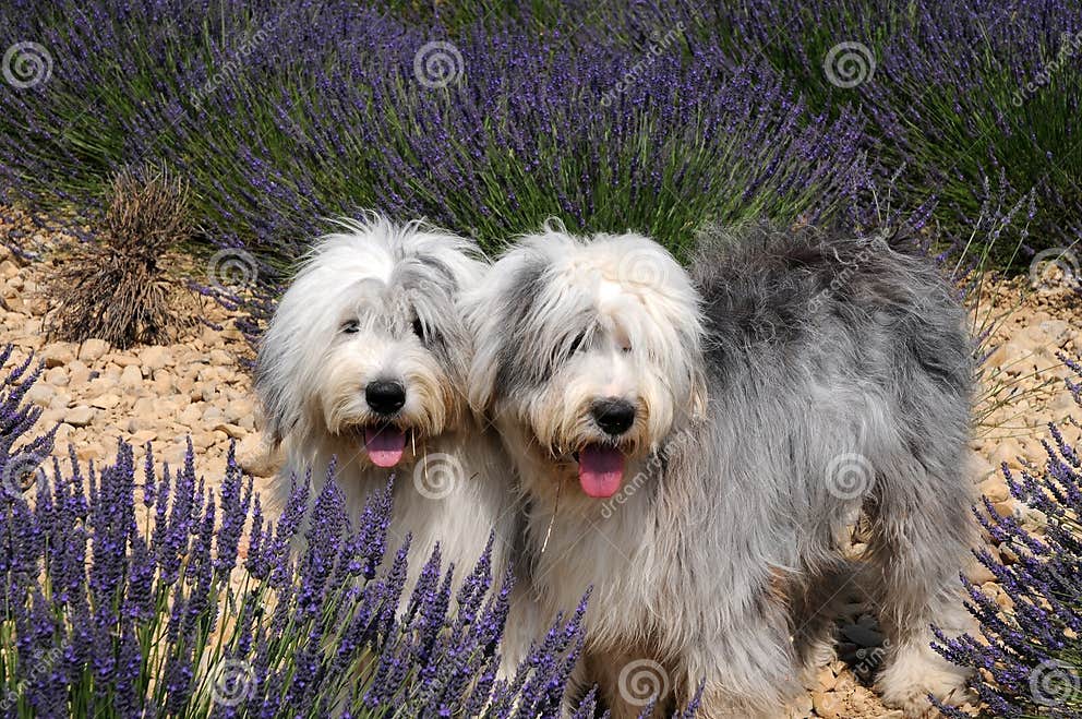 Bobtails stock photo. Image of front, animal, breed, flowers - 32395964