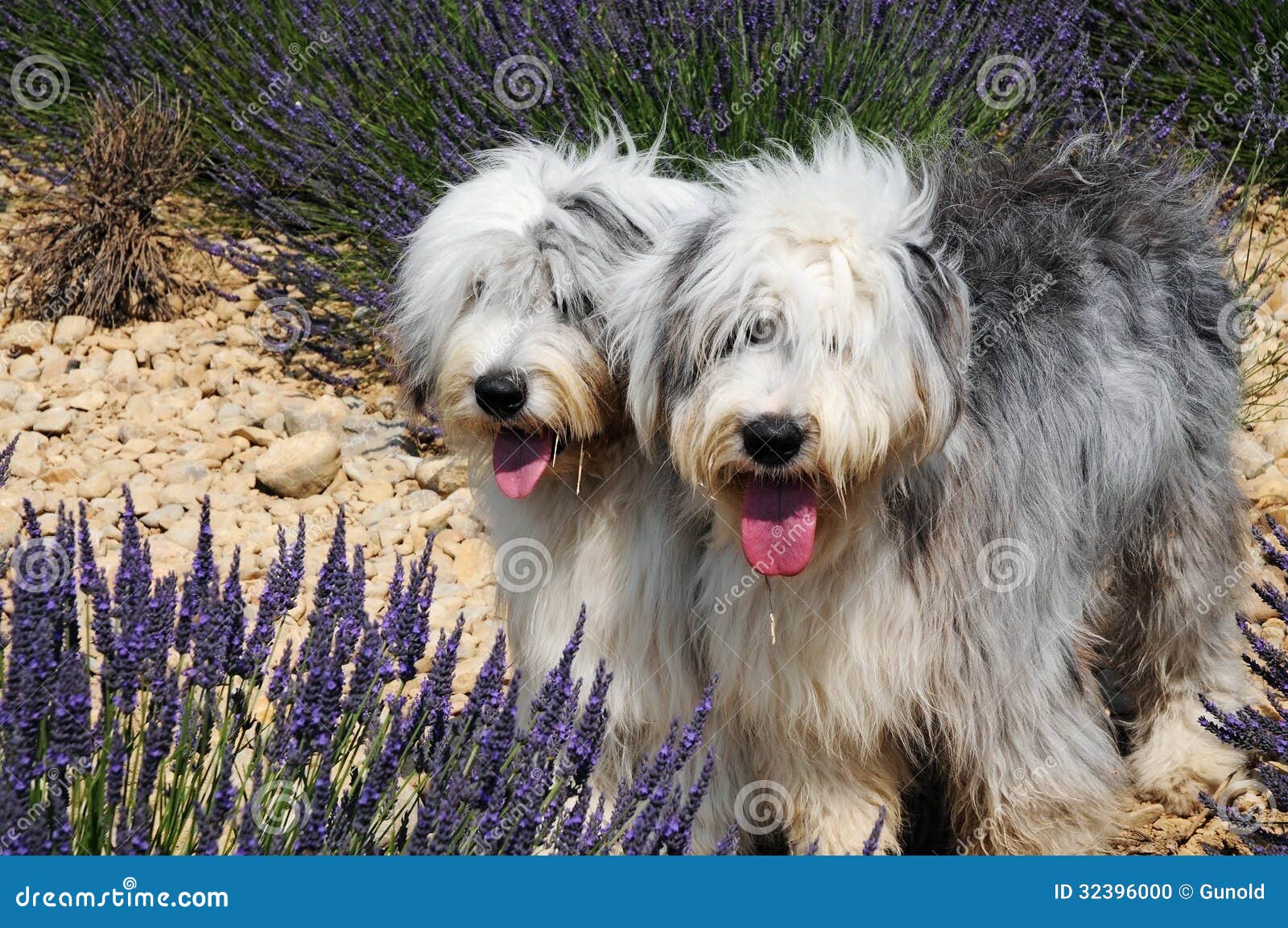 Bobtails stock photo. Image of dear, outdoor, companion - 32396000