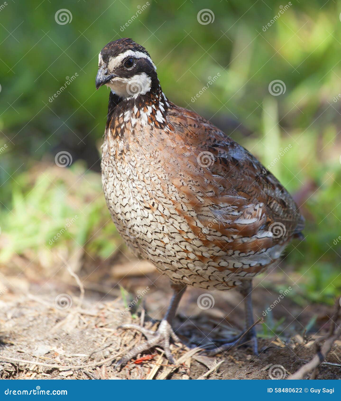 Bobwhite stock photo. Image of green, quail, dirt, grey - 58480622