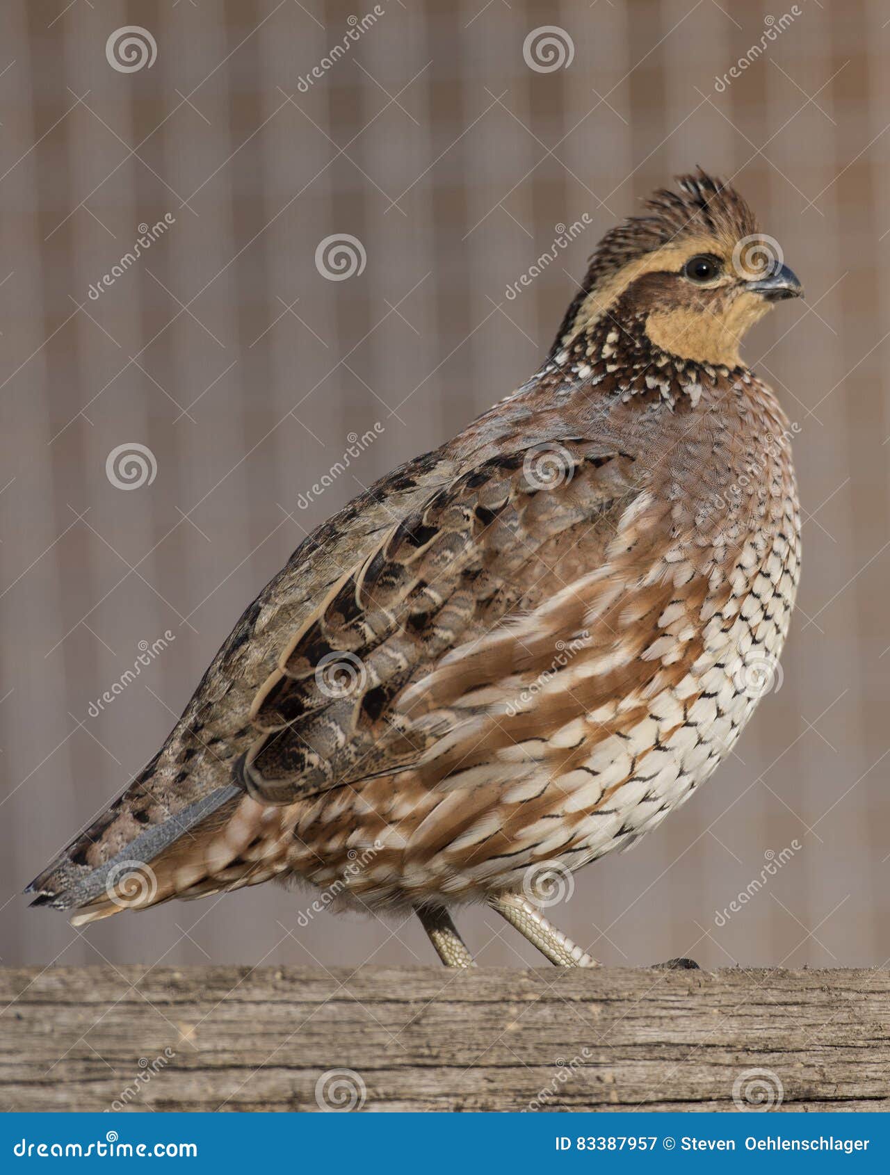 Bobwhite Qauil stock image. Image of partridge, covey - 83387957