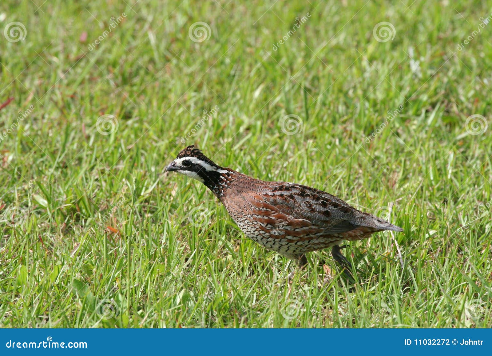Bobwhite quail stock photo. Image of bird, quail, lawn - 11032272