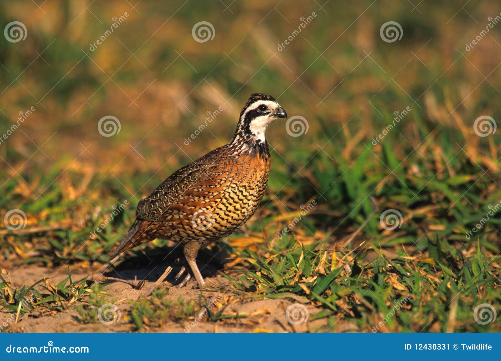 Bobwhite Quail Male stock image. Image of bobwhite, bird - 12430331