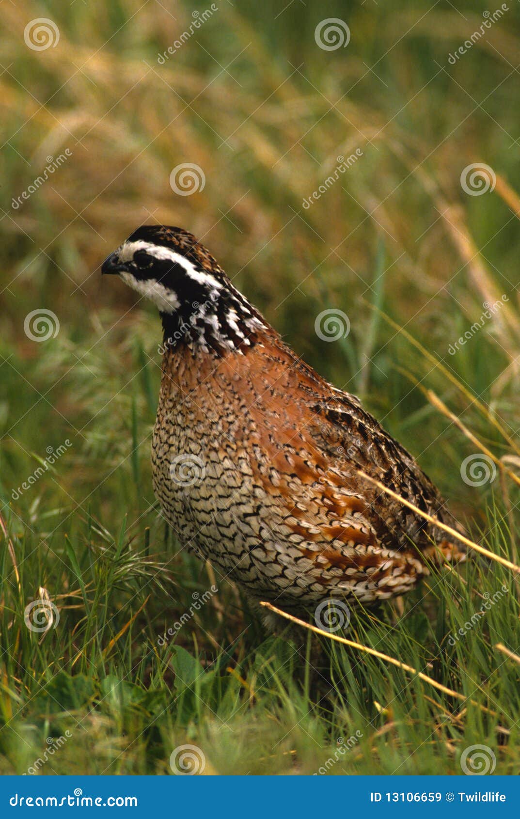 Bobwhite Quail Male stock image. Image of bobwhite, quail - 13106659
