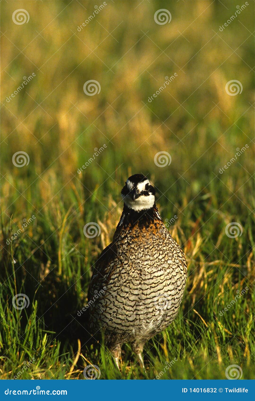 Bobwhite Quail Male stock photo. Image of outdoors, wild - 14016832