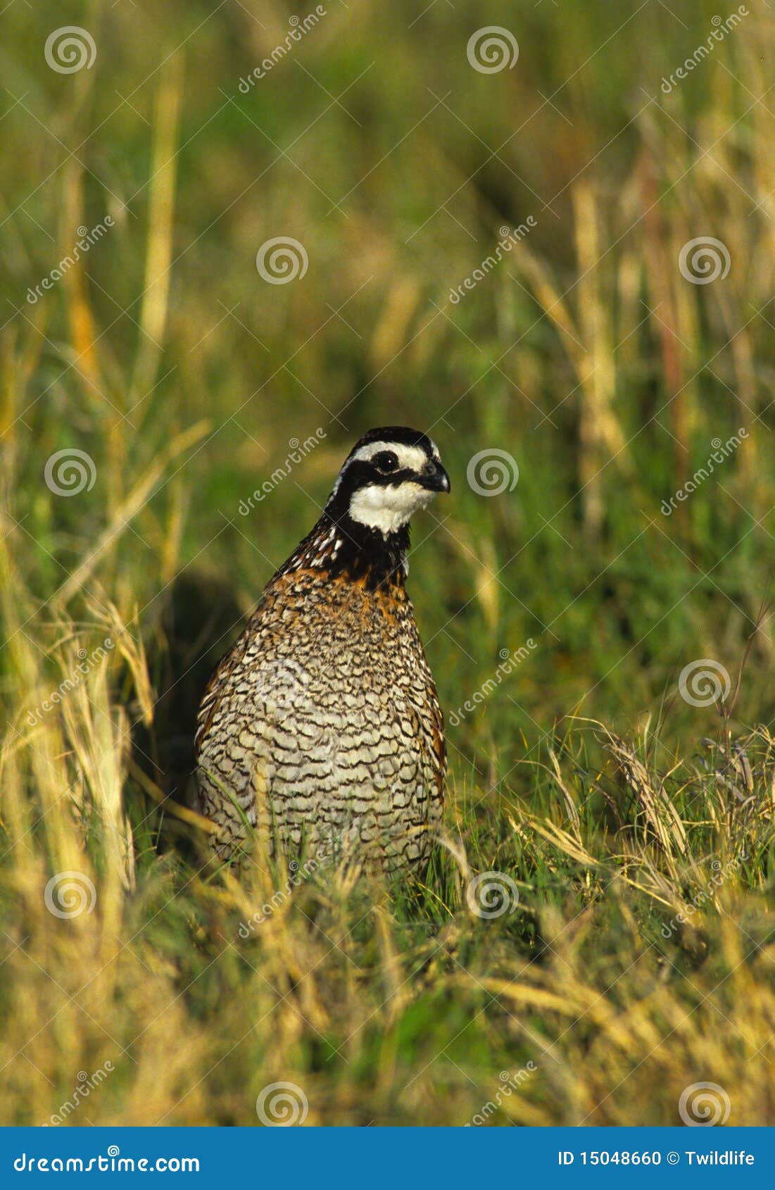 Bobwhite Quail Male stock photo. Image of outdoors, nature - 15048660
