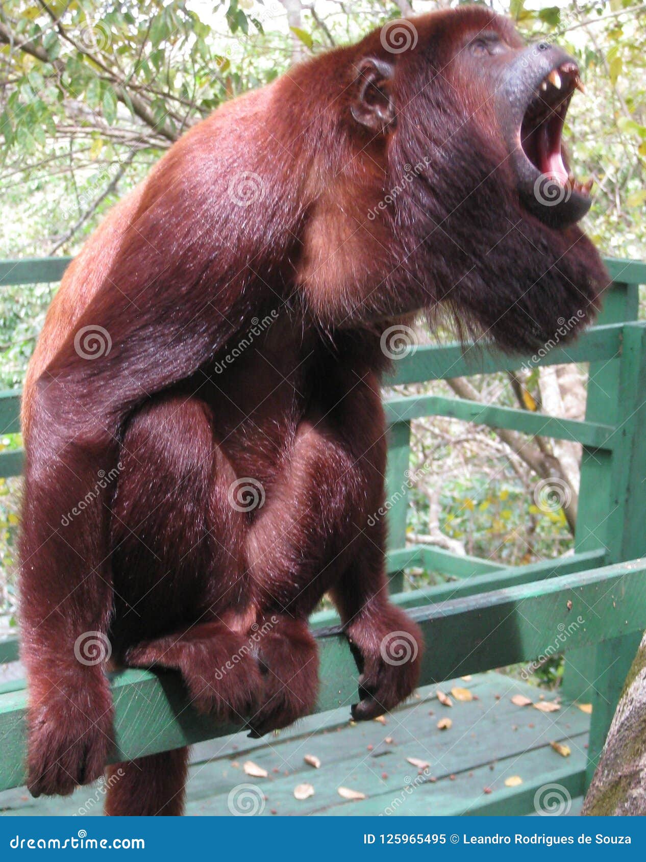 Boca Abierta Del Mono De Bugio Imagen de archivo - Imagen de abierto ...