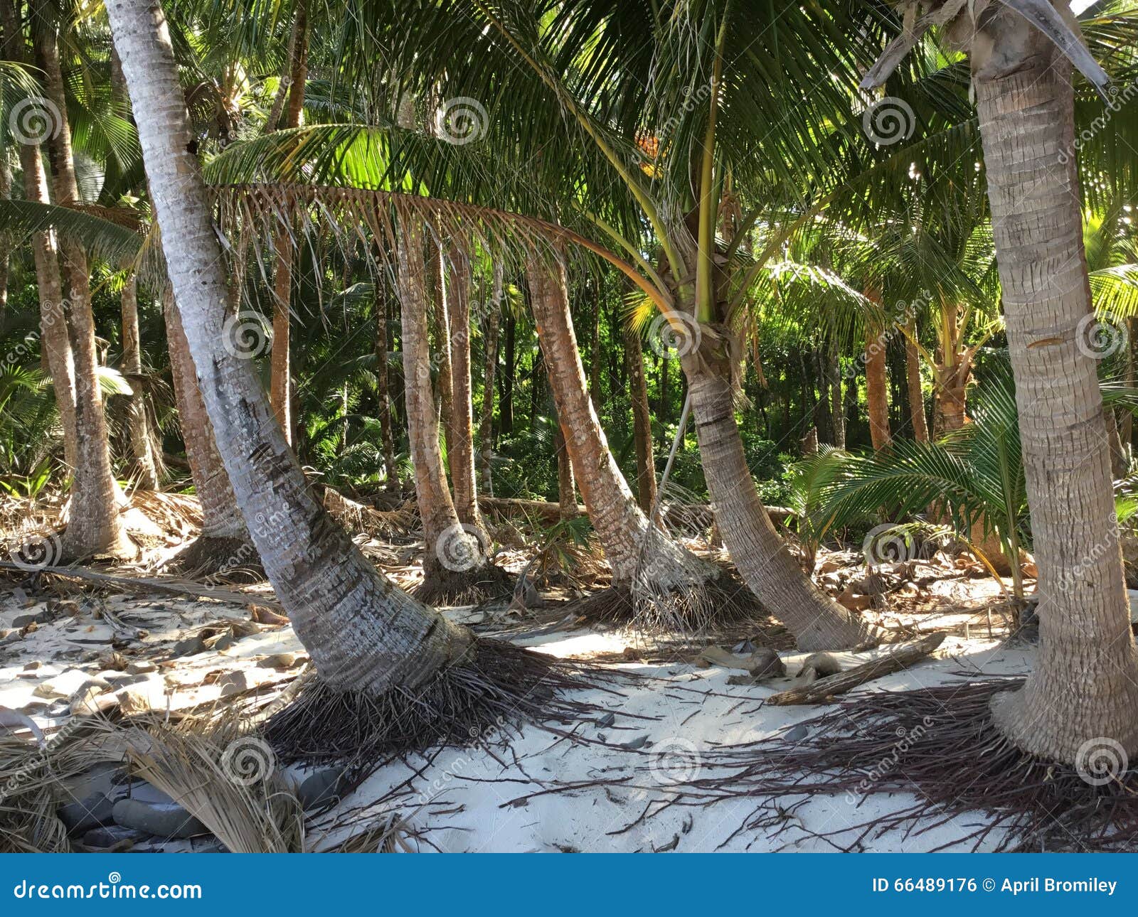 Boca Brava Island stock photo. Image of tropics, plant - 66489176