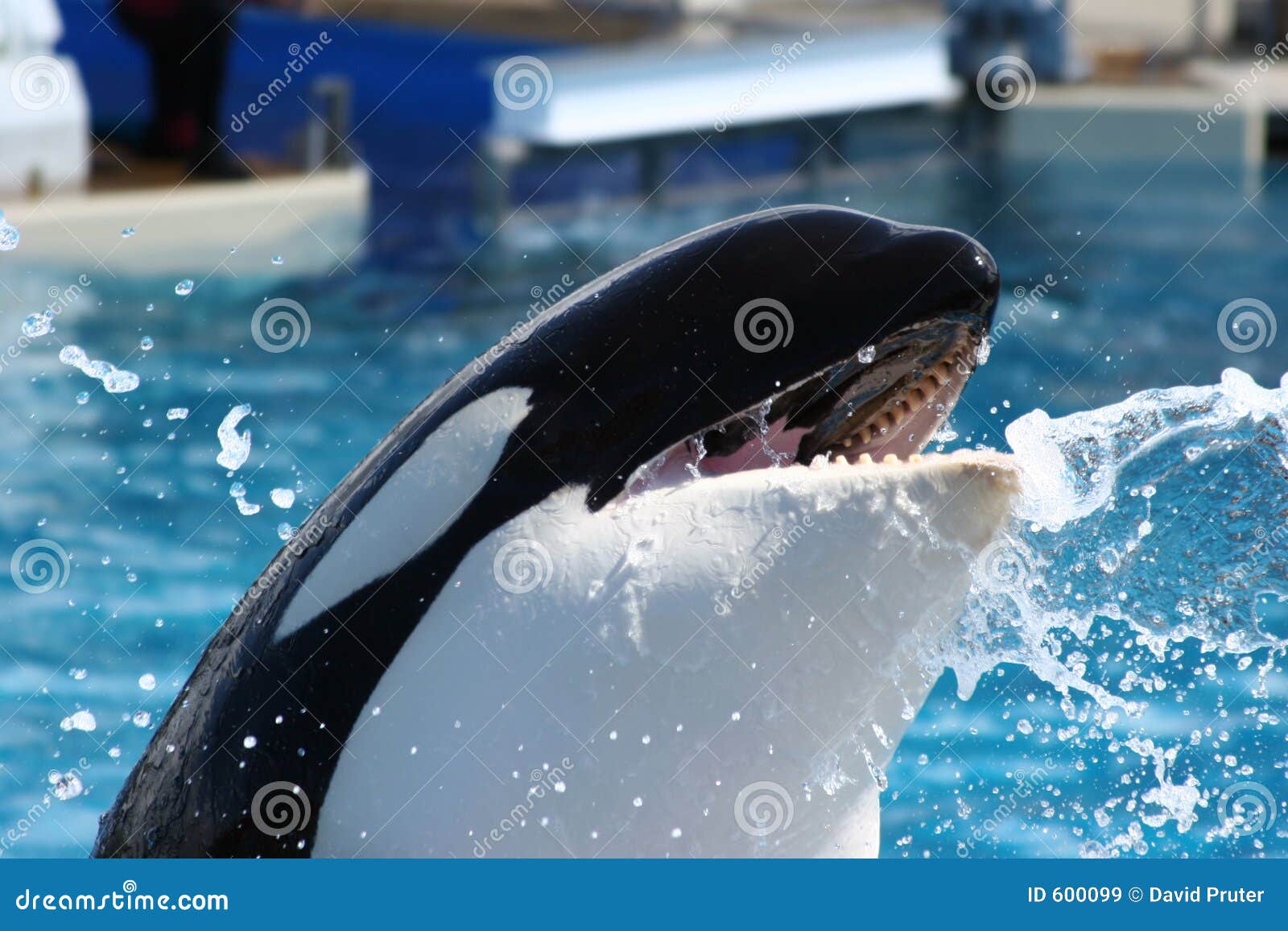 1,491 Ballena De La Orca Fotos de stock - Fotos libres de regalías de ...