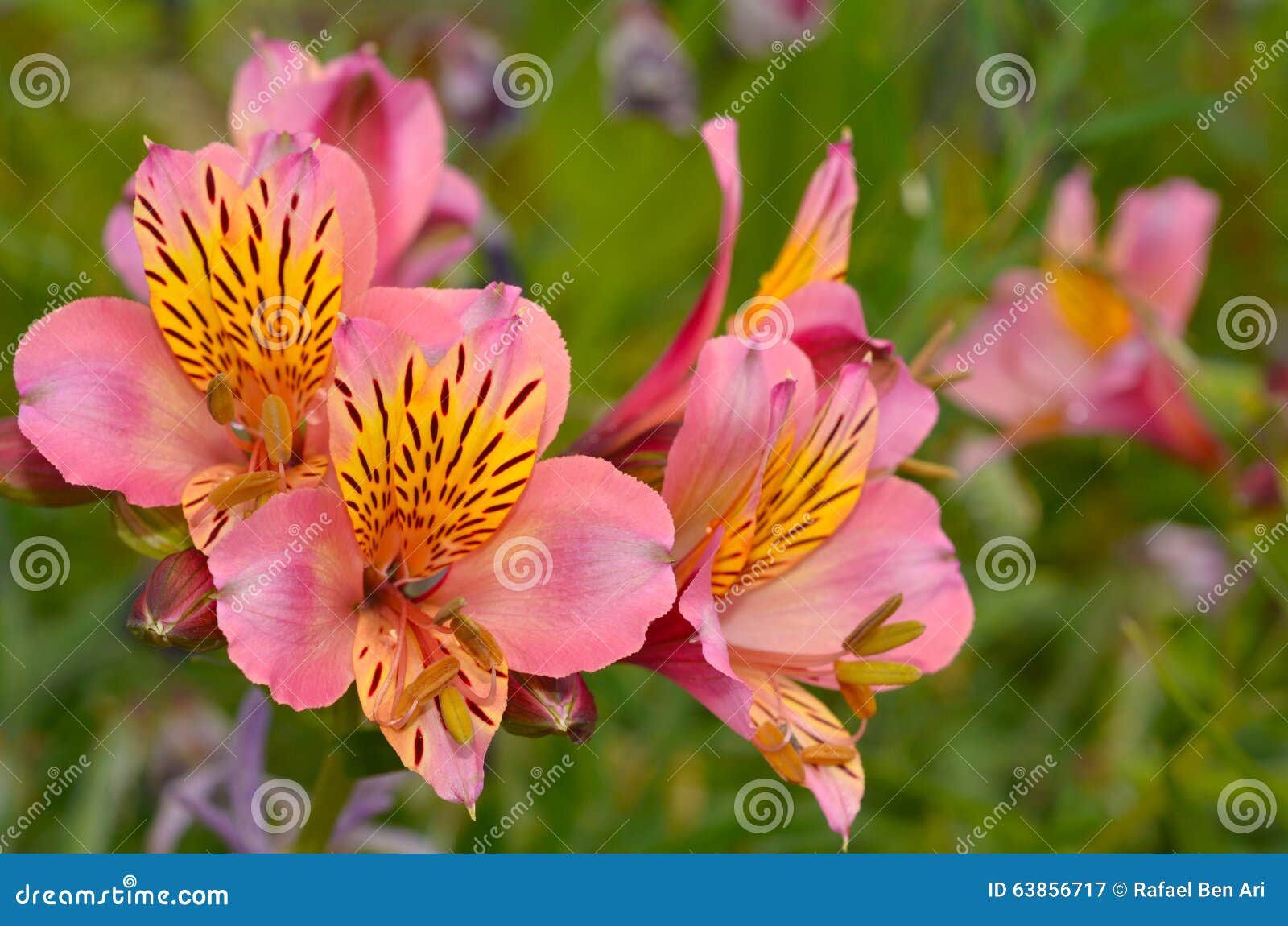 Boca-de-lobo, Flor Do Boca-de-lobo Imagem de Stock - Imagem de floral ...