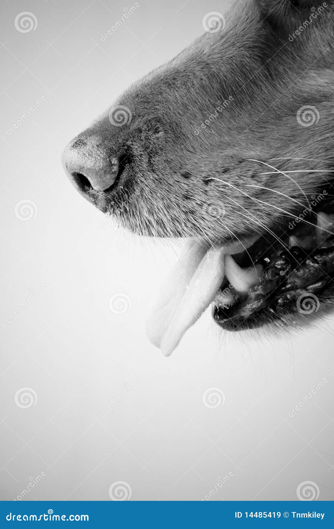 Boca de los perros imagen de archivo. Imagen de lengüeta - 14485419