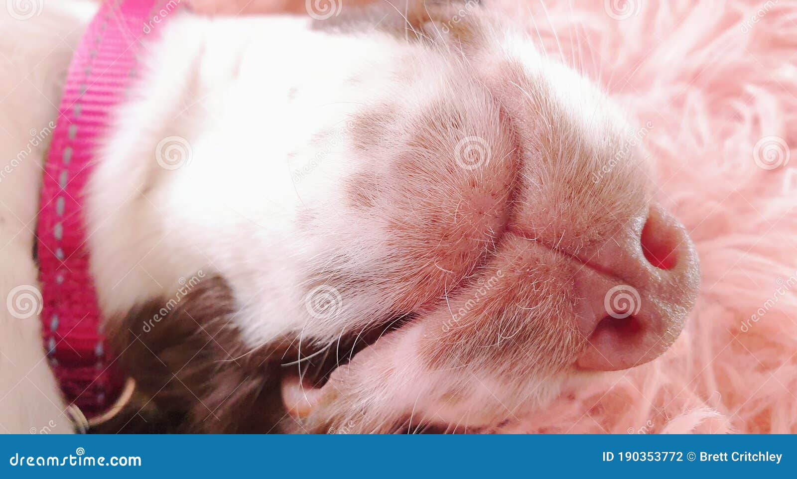 Boca De Perro Cachorro Y Cierre De Nariz Foto de archivo - Imagen de ...