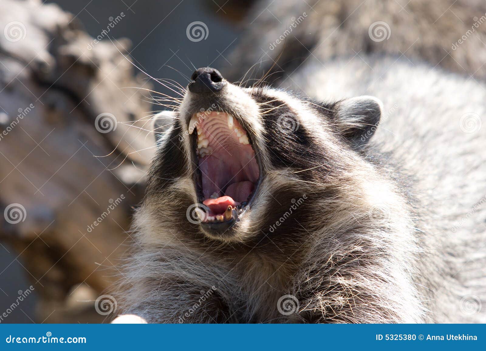 Boca del mapache foto de archivo. Imagen de cierre, bozal - 5325380