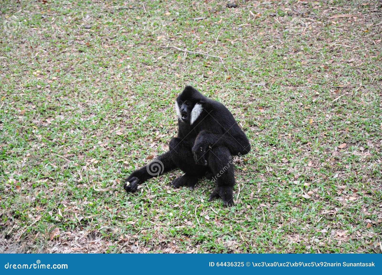 Boca del mono abierta imagen de archivo. Imagen de mono - 64436325