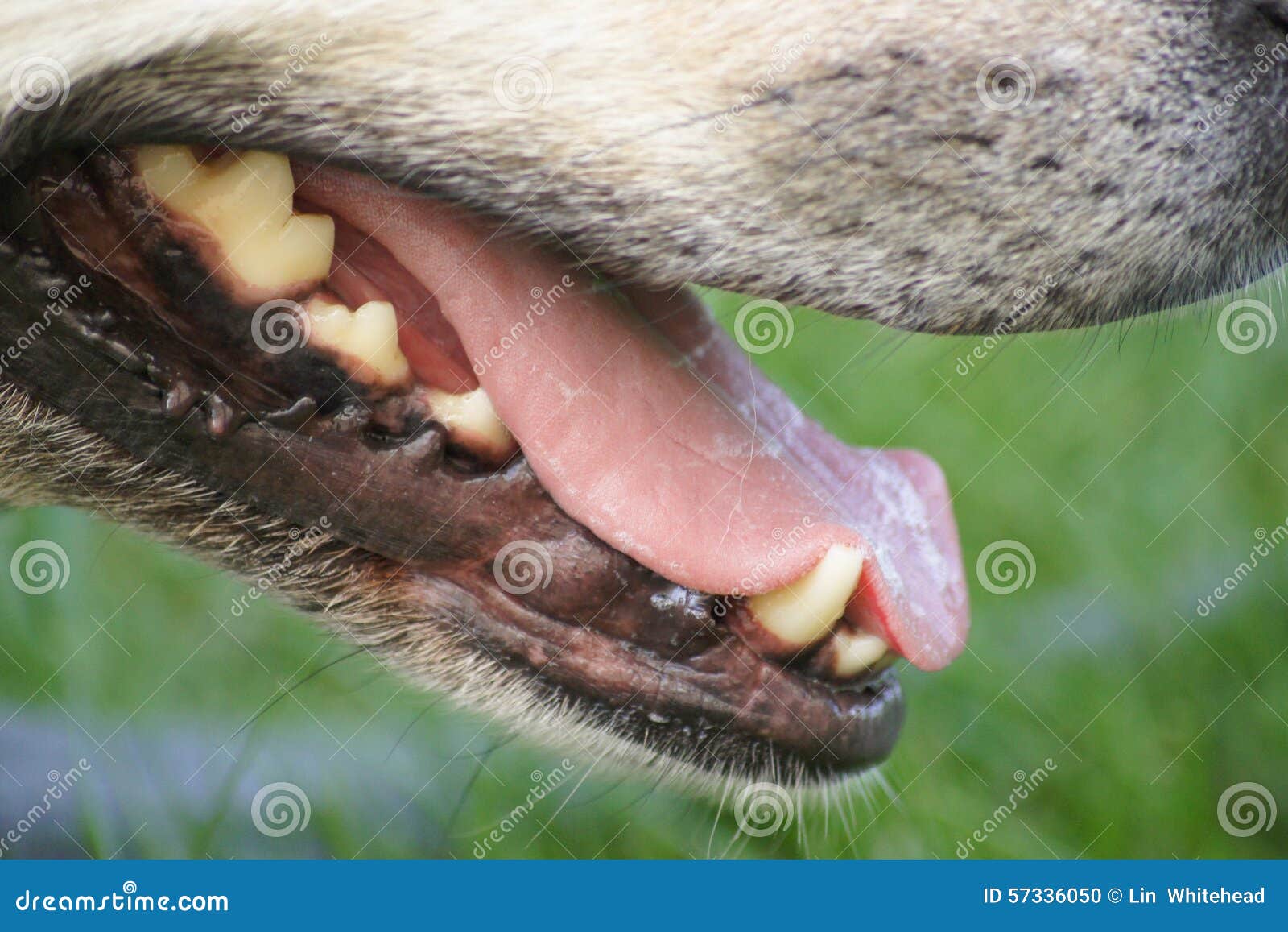 Boca del perro foto de archivo. Imagen de boca, blanco - 57336050