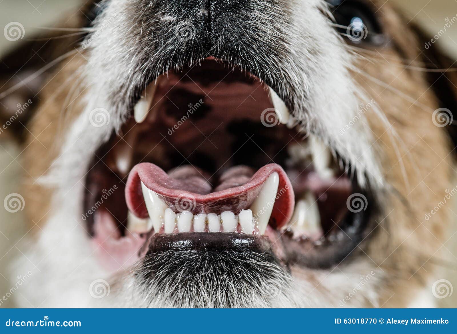 Boca Del Perro Con Los Dientes Blancos Excelentes Foto de archivo ...