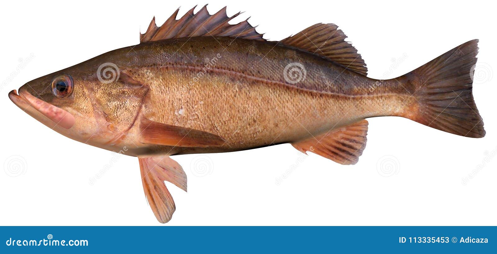 Bocaccio stock illustration. Illustration of male, white - 113335453