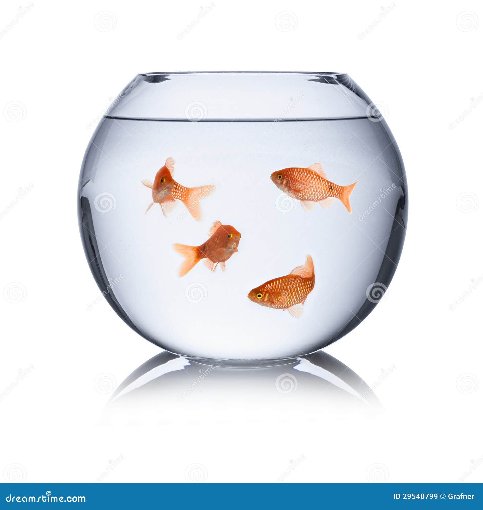 9,545 Photos de Bocal Poissons - Photos de stock gratuites et libres de ...