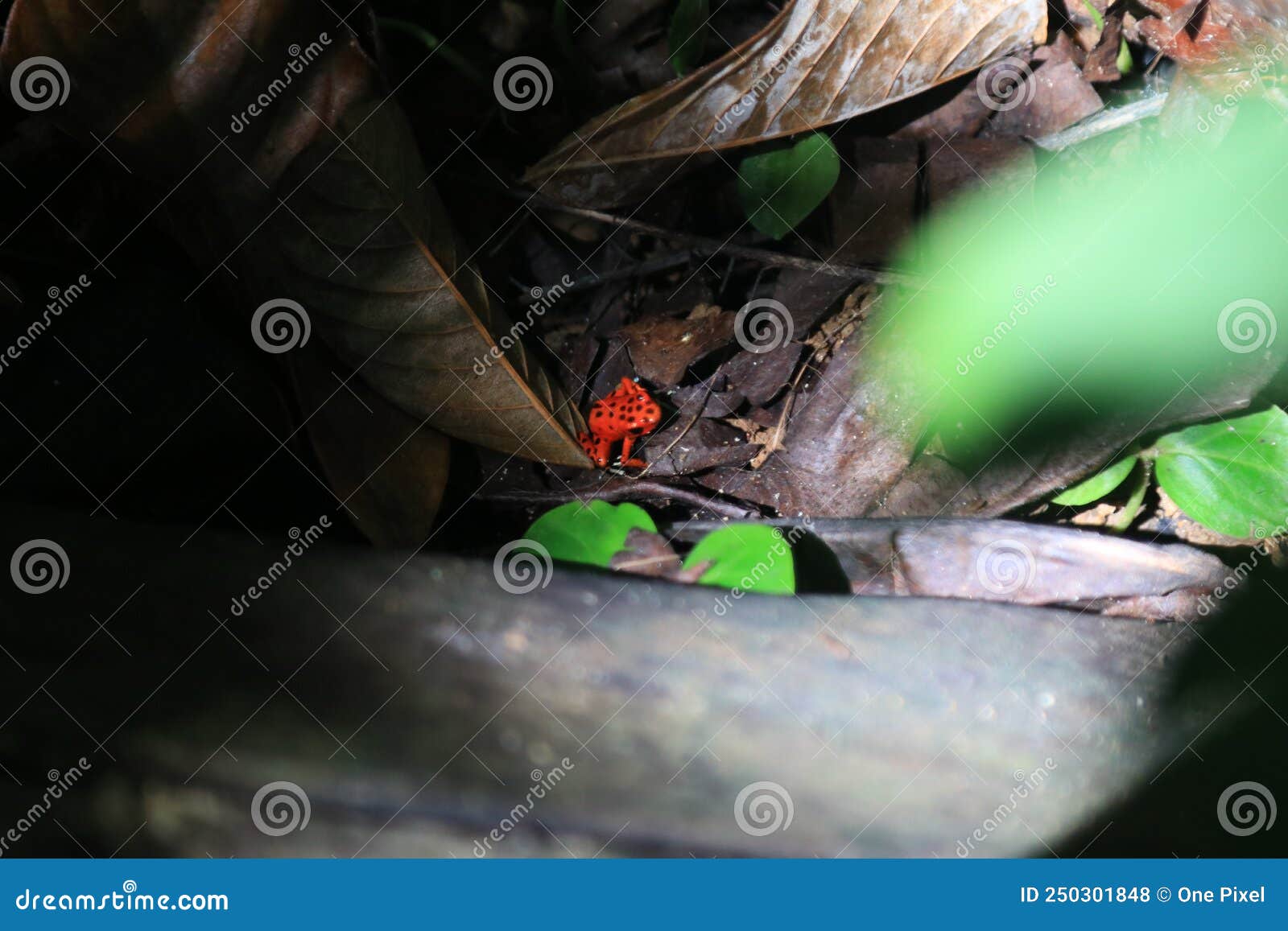 Bocas del Toro Red Frog stock photo. Image of frog, tree - 250301848