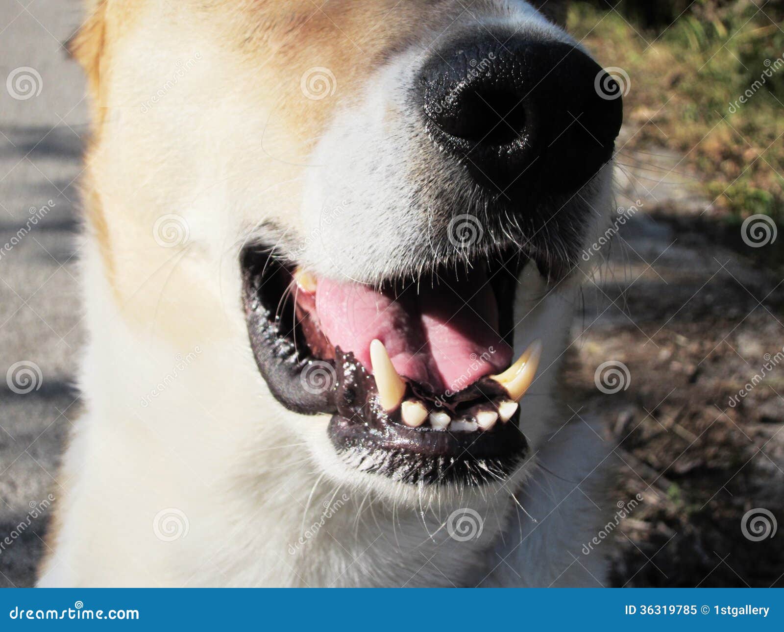 Bocca del cane e naso (27) immagine stock. Immagine di ritratto - 36319785
