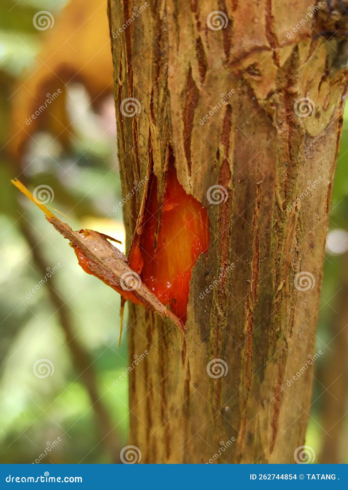 Bocconia frutescens foto de archivo. Imagen de planta - 262744854