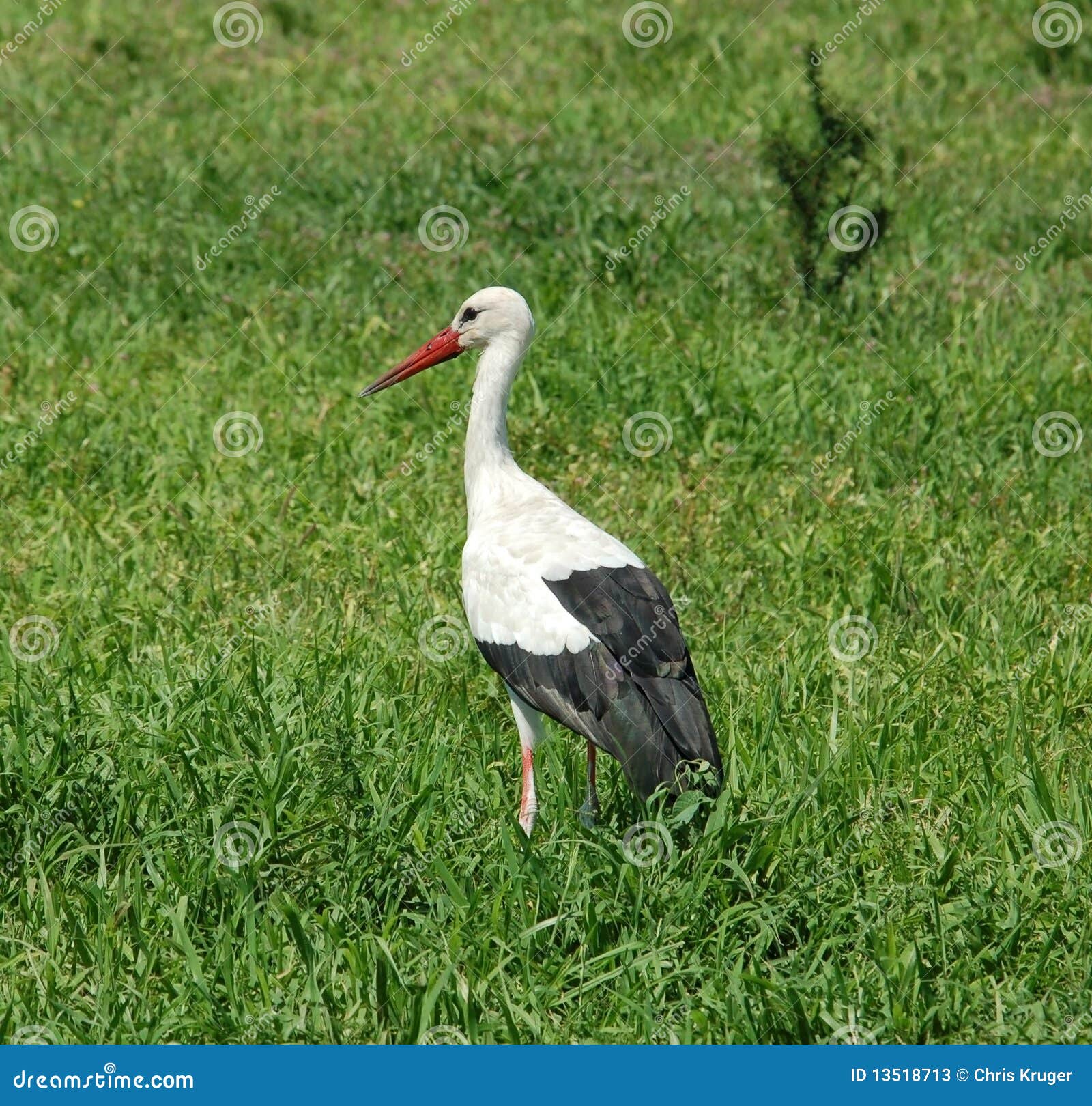 Bocian obraz stock. Obraz złożonej z natura, reprodukcja - 13518713