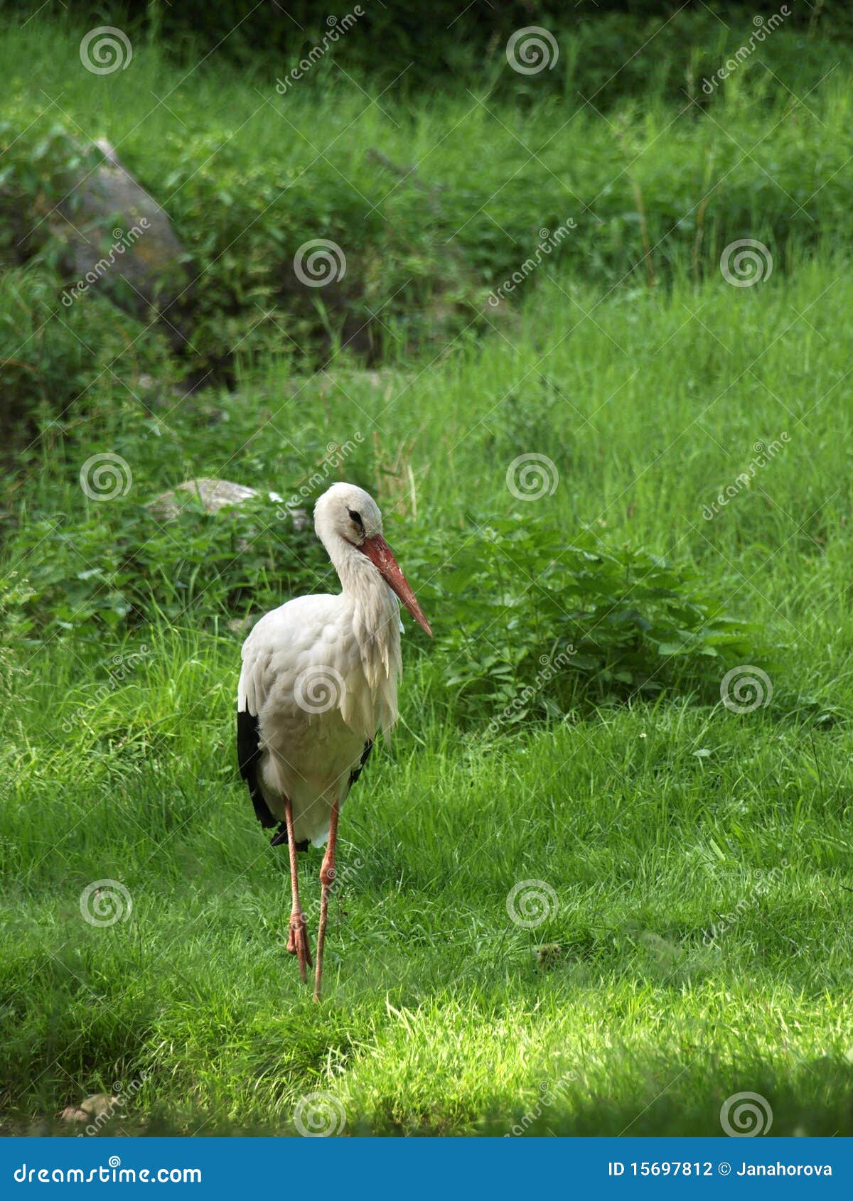 Bocian zdjęcie stock. Obraz złożonej z biały, ekologia - 15697812