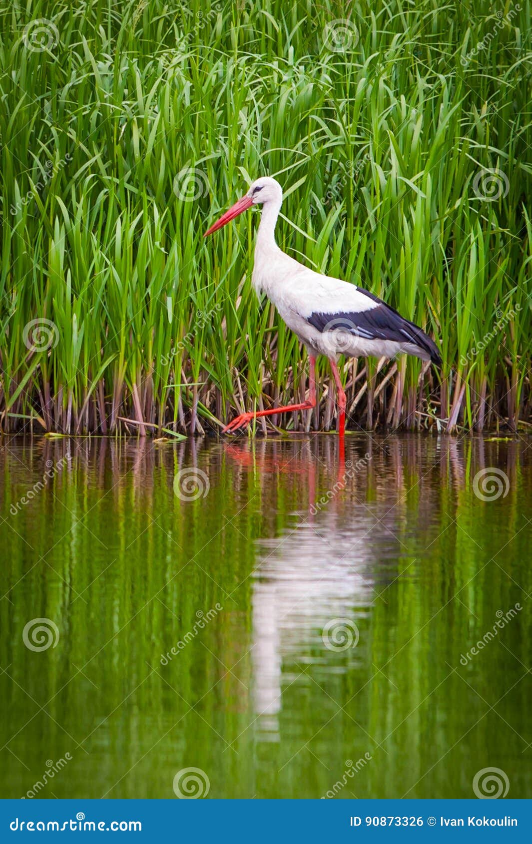 Bocian na wodzie zdjęcie stock. Obraz złożonej z bocian - 90873326