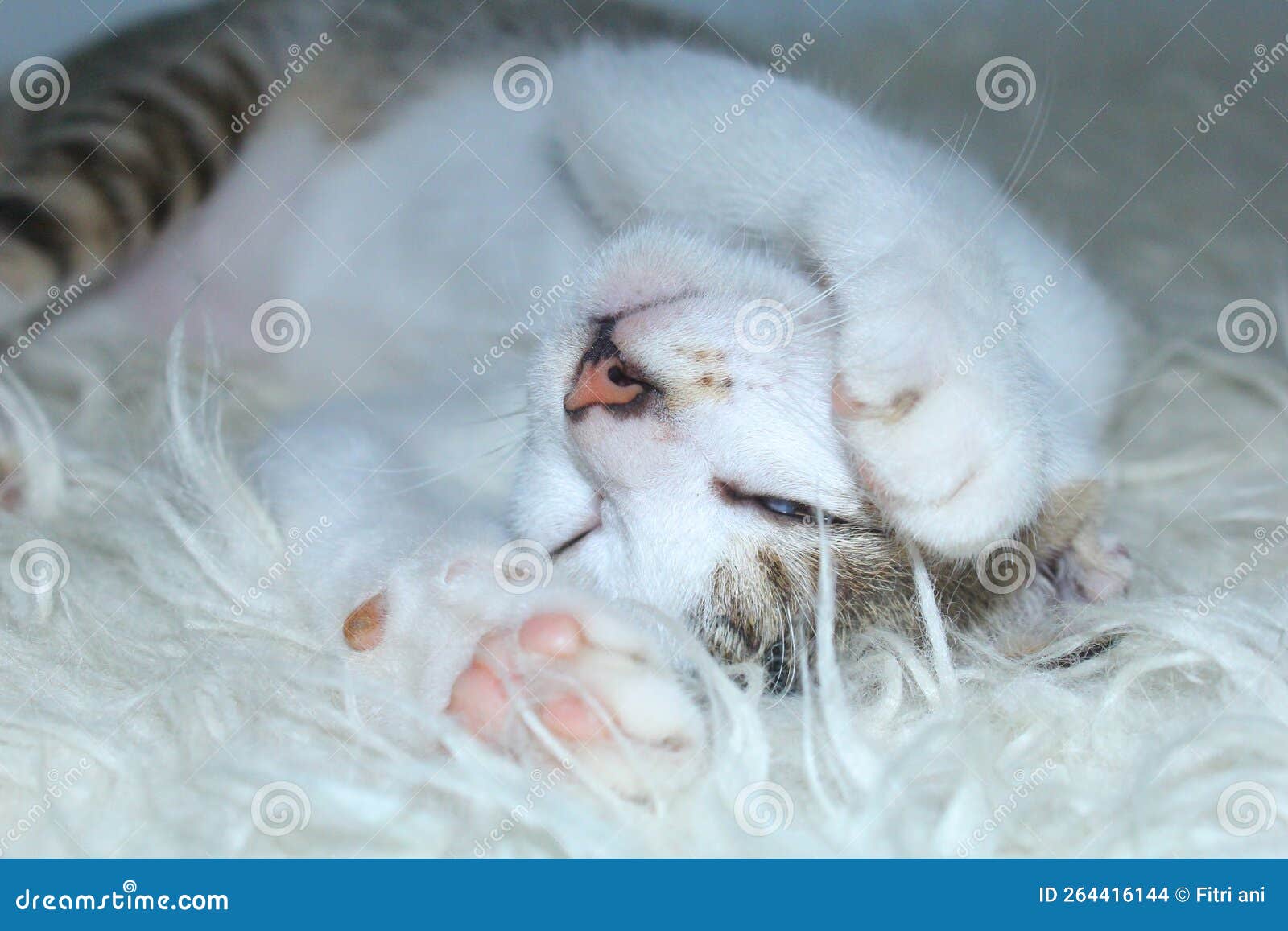 Bocil Baby Cat Stock Photos - Free & Royalty-Free Stock Photos from ...