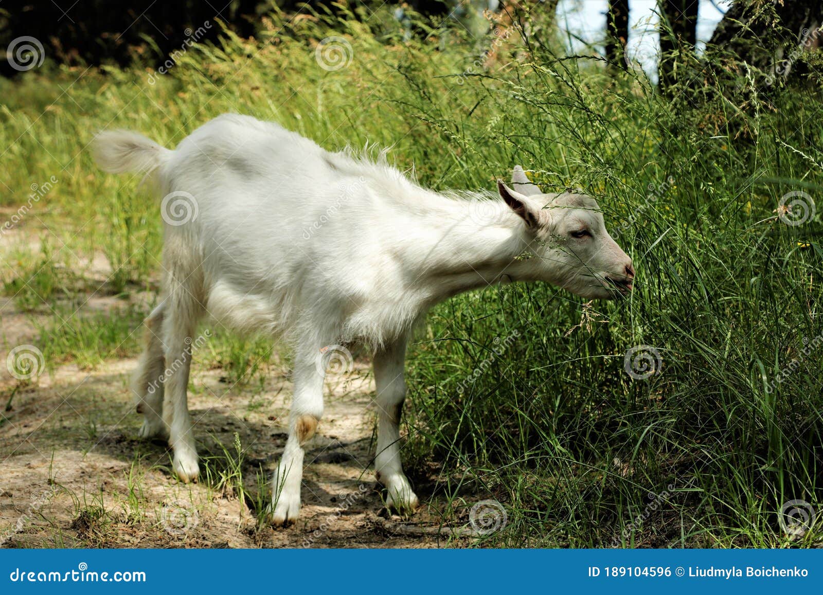 Bode Branco Esfola Erva Outono Floresta Faminta Foto de Stock - Imagem ...