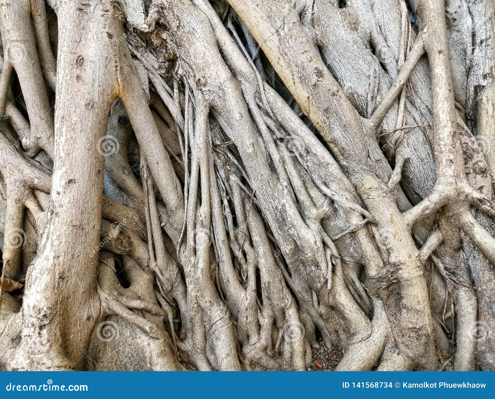 Bodhi Or Banyan Tree Roots Texture Stock Photo | CartoonDealer.com ...