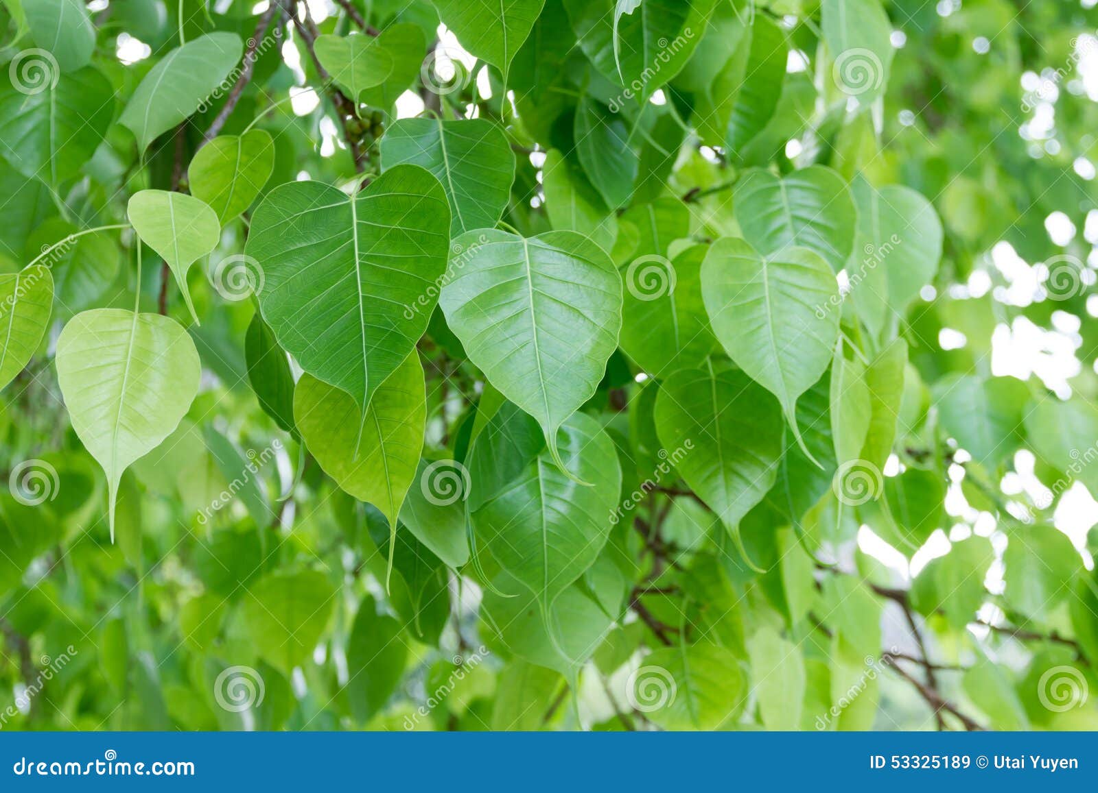 Bodhi Leaf from the Bodhi Tree Stock Image - Image of buddha, botanical ...