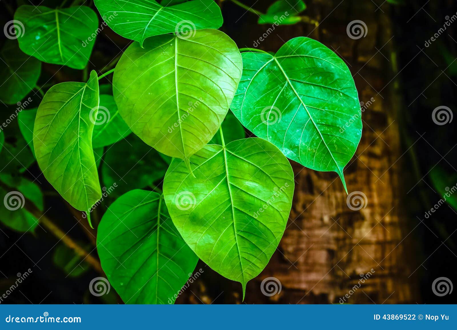 Bodhi Leaf stock photo. Image of faitful, bodhi, drop - 43869522