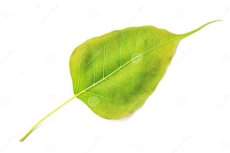 Bodhi Leaf Vein Isolated on White Background Stock Image - Image of ...