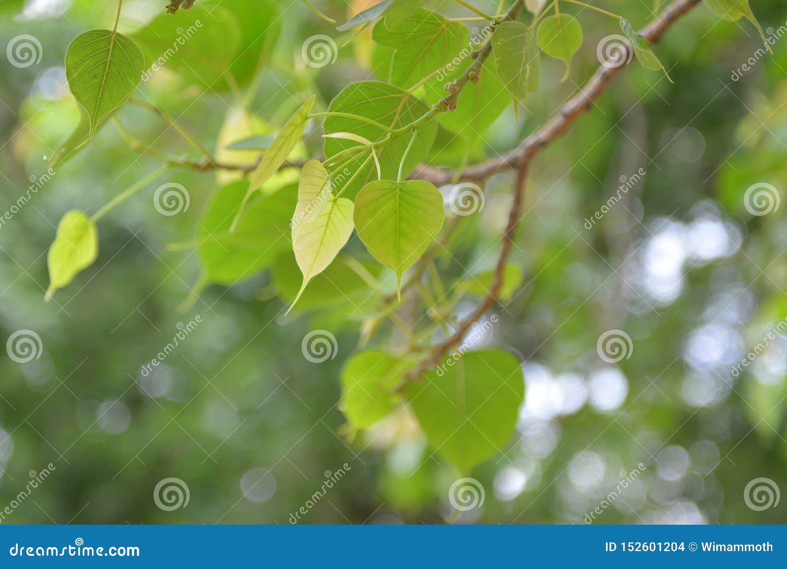 Bodhi Leaves or Peepal Leaf Stock Photo - Image of natural, bright ...