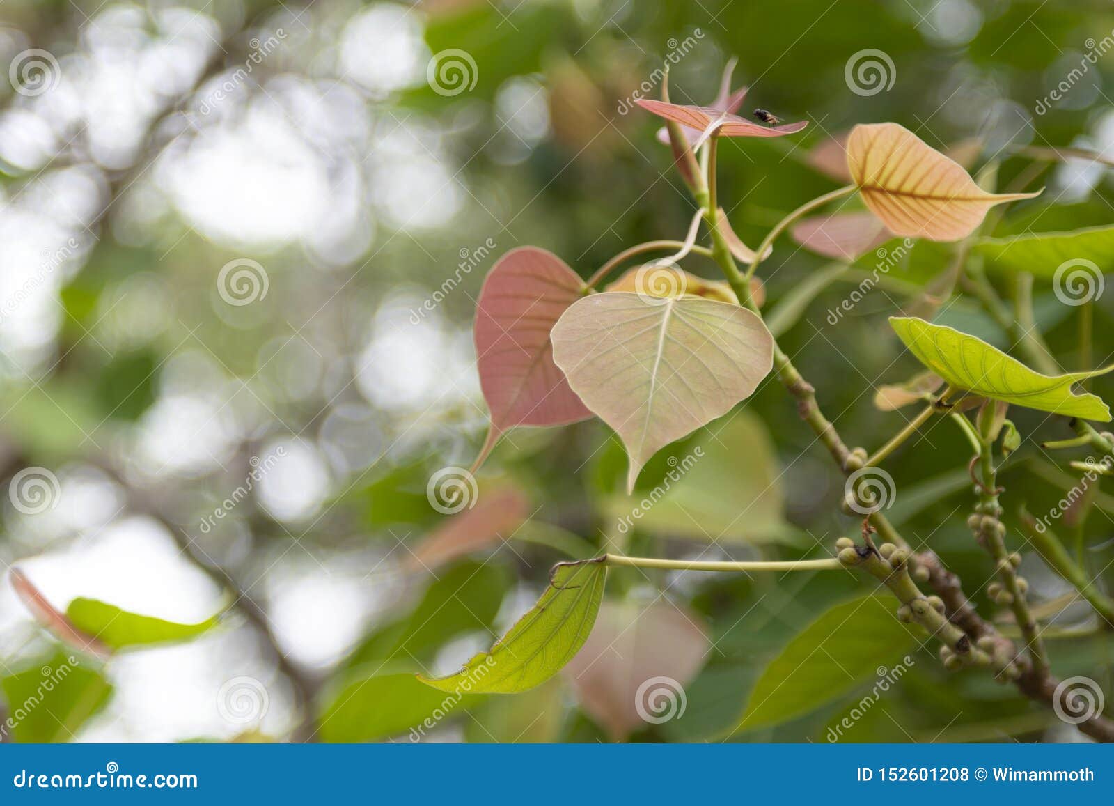 Bodhi Leaves or Peepal Leaf Stock Photo - Image of buddhist, bodhi ...
