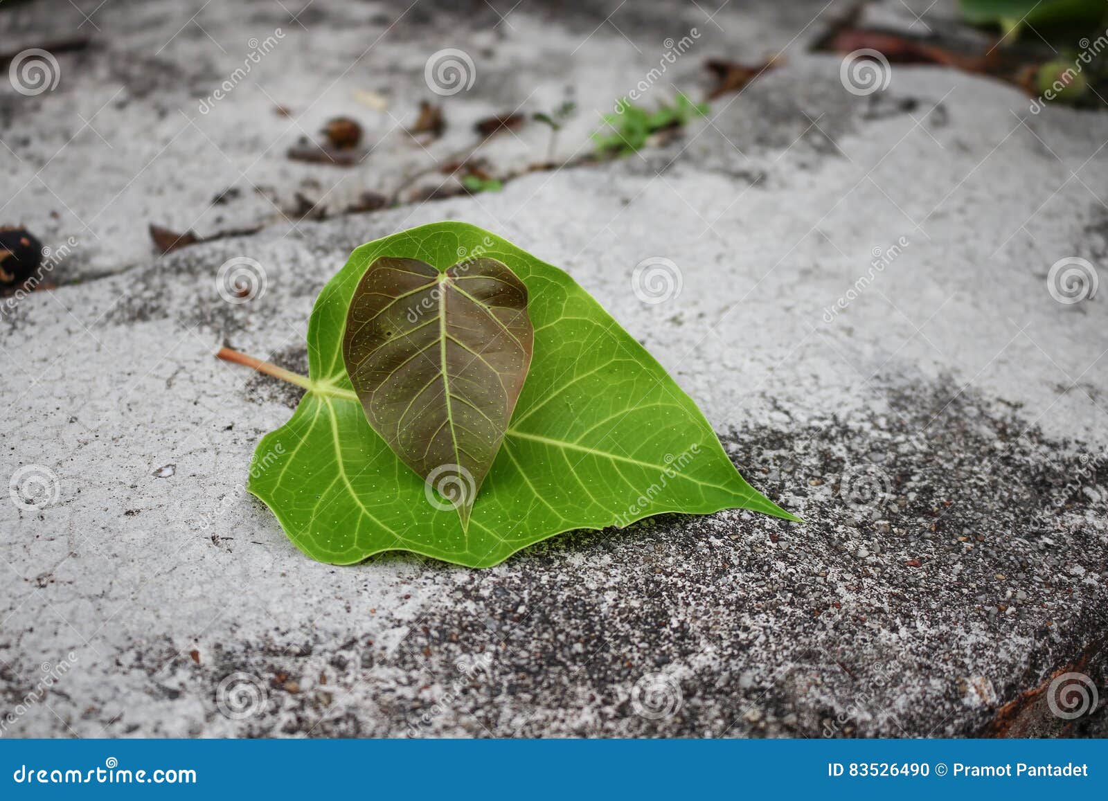 Old Root Of Peepal Tree Inside Walls Stock Photo | CartoonDealer.com ...