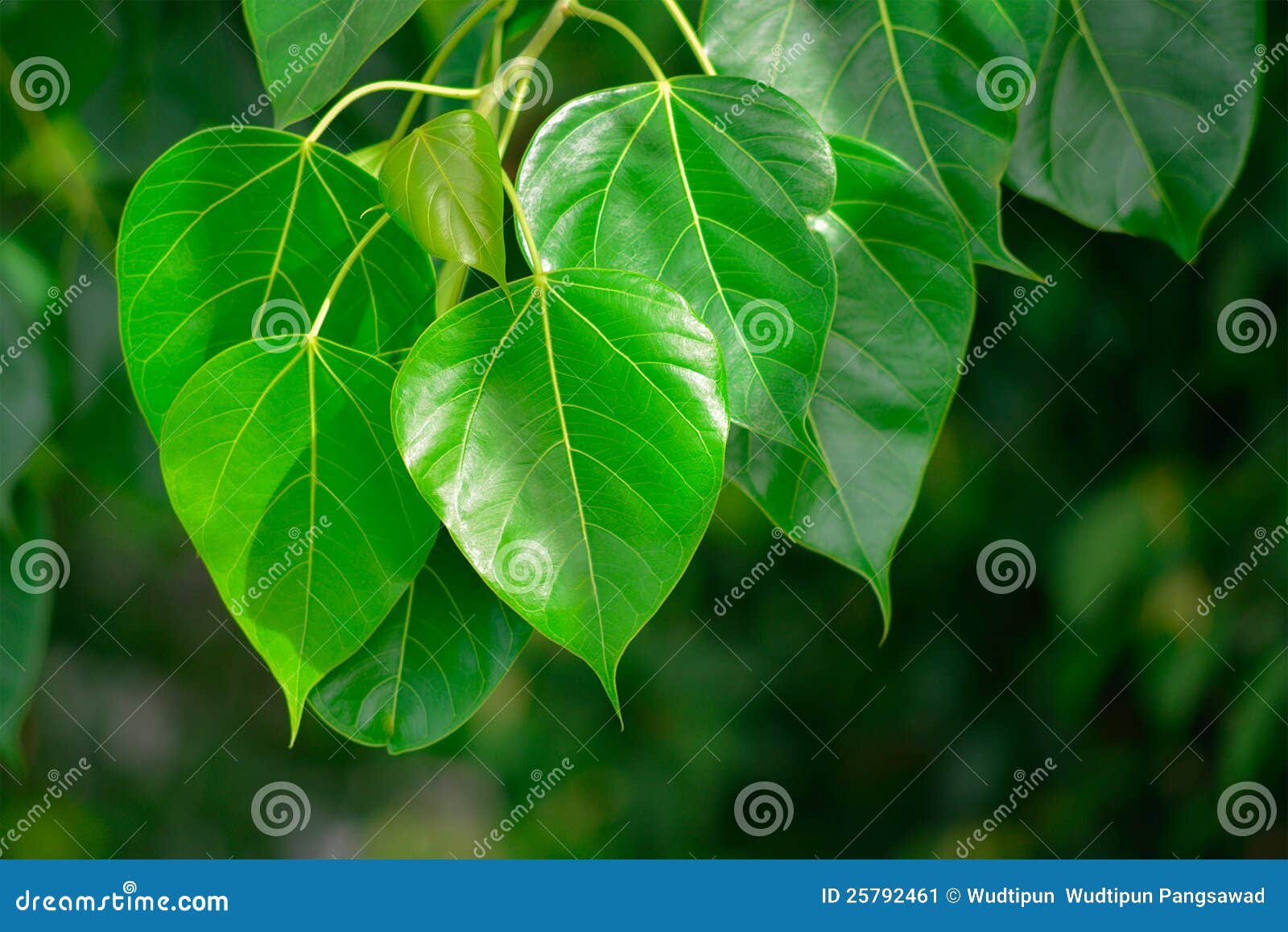 Bodhi or Peepal Leaf from the Bodhi Tree Stock Image - Image of bodhi ...