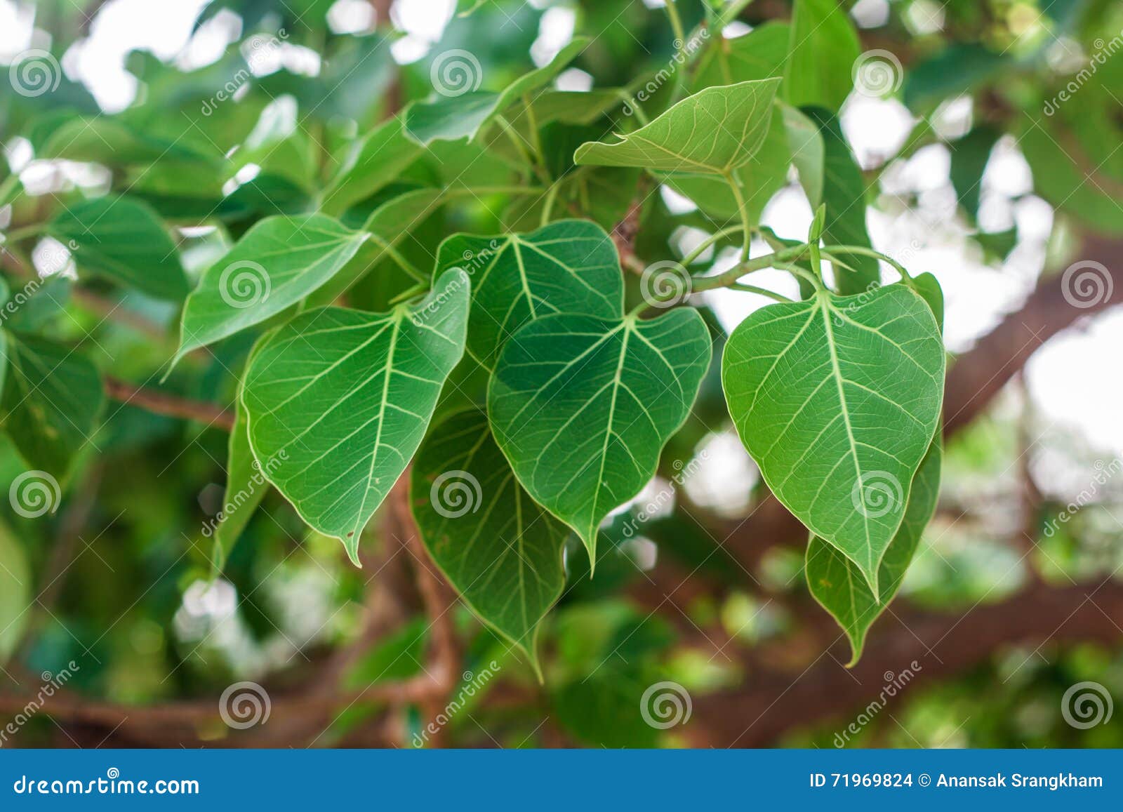 Bodhi or Peepal Leaf from the Bodhi Tree, Buddhist. Stock Photo - Image ...